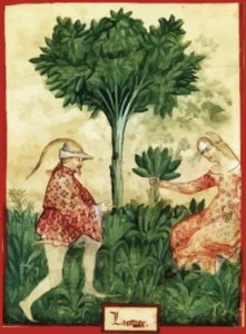 The Wild Lettuce Company - Wild Lettuce Products - Wildlettuce.com