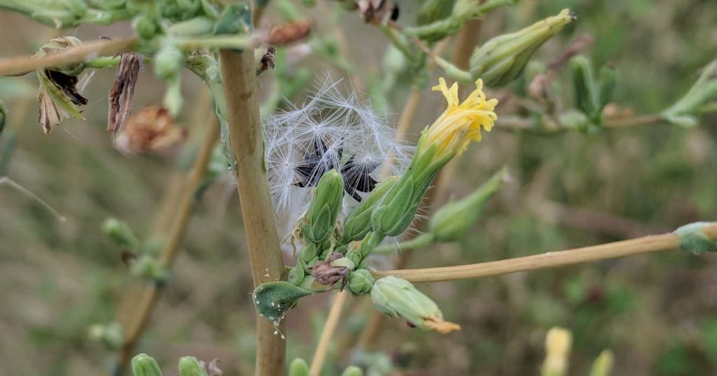 Wild Lettuce Extract | Tincture of Lactucarium – Wildlettuce.com