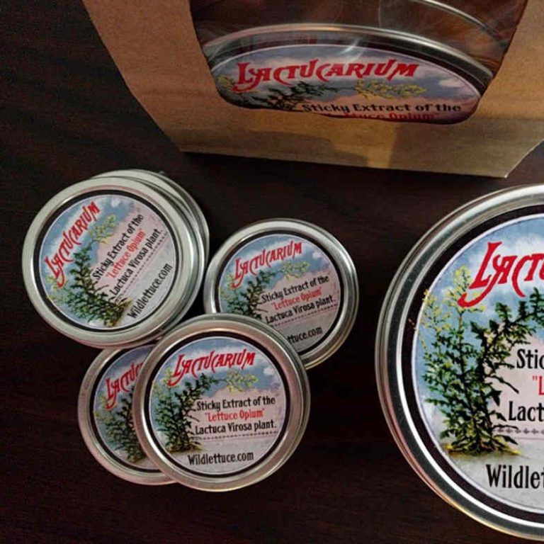Sticky Wild Lettuce Extract | Pure Lactucarium – Wildlettuce.com