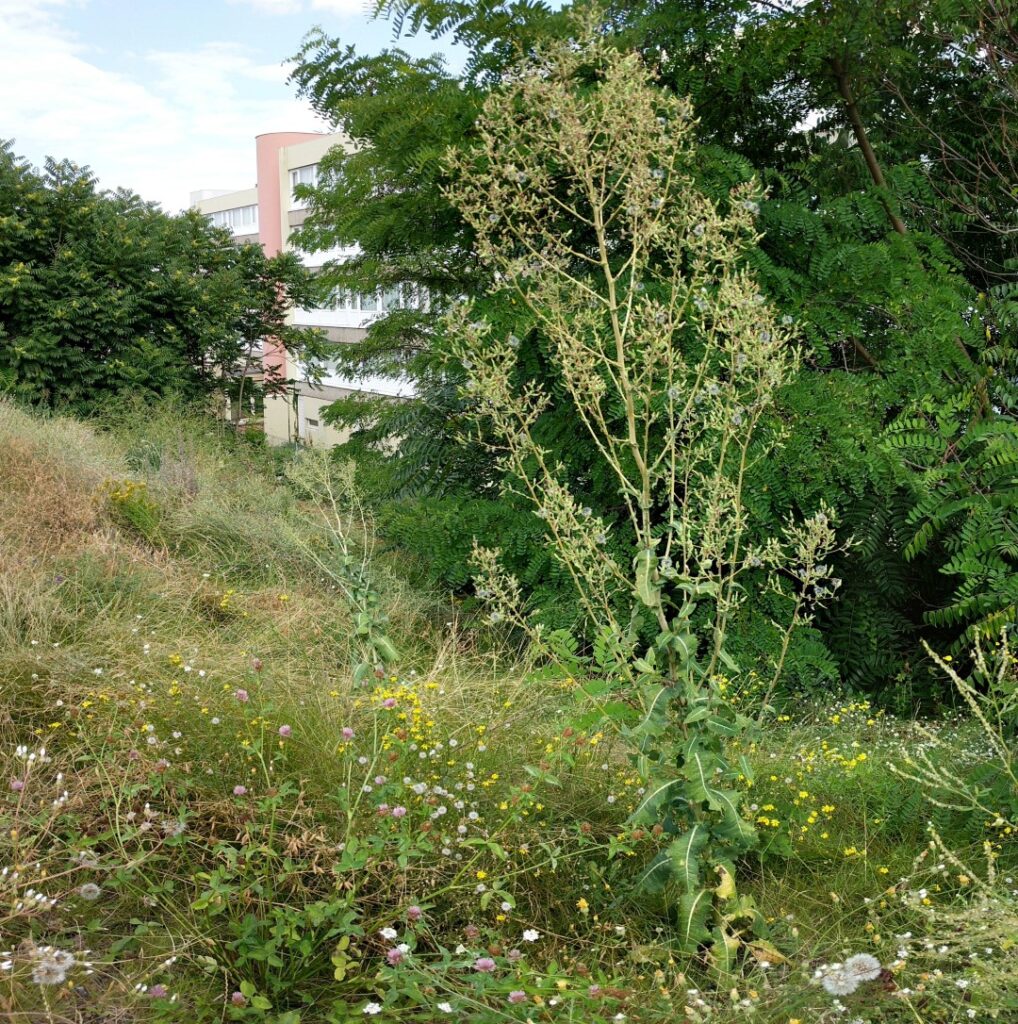 December 2022 Update - Wild lettuce, lactucarium, tincture, tea, and ...