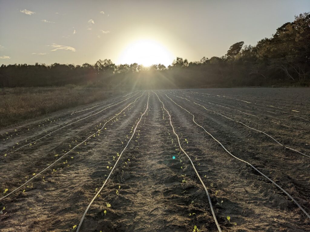 Experiments with farming wild lettuce - Wild lettuce, lactucarium ...
