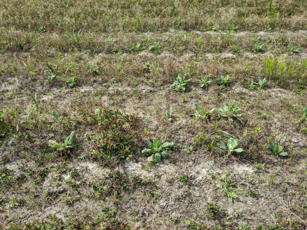 Experiments with farming wild lettuce - Wild lettuce, lactucarium ...